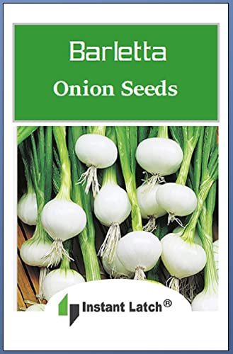 Instant Latch 250 Barletta Onion Seeds | Non-GMO | Heirloom | Fresh Garden Seeds