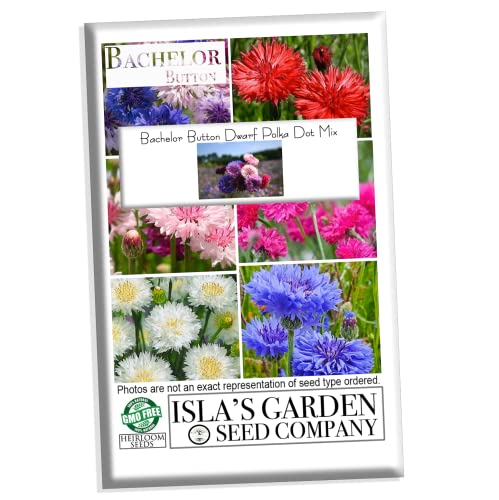 "Dwarf Polka Dot Mix" Bachelor Button Flower Seeds for Planting, 200+ Seeds Per Packet, (Isla's Garden Seeds), Non GMO & Heirloom Seeds, Scientific Name: Centaurea cyanus, Great Home Garden Gift
