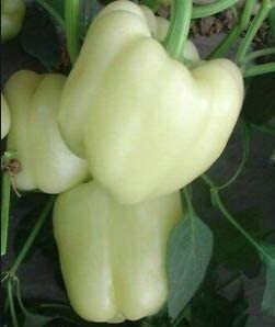 White Sweet Bell Pepper Seeds for Planting, 20+ Heirloom Seeds Per Packet, (Isla's Garden Seeds), Non GMO Seeds, Botanical Name: Capsicum annuum, Great Home Garden Gift