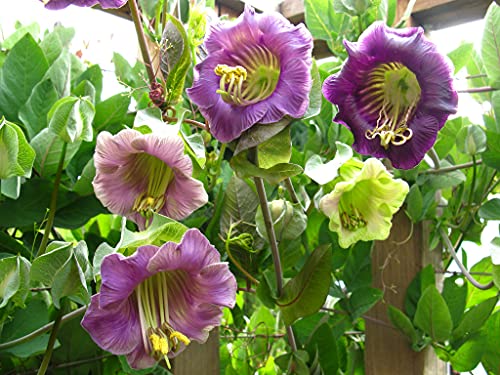 Seeds Cathedral Bellx Mix Cup and Saucer Vine (Cobea) Flowers Beautiful Hanging Annual Garden for Planting Non GMO