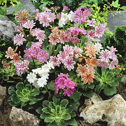 Outsidepride Lewisia Sunset Strain Garden Flowers Great for Pots, Containers, Baskets, Patios - 100 Seeds