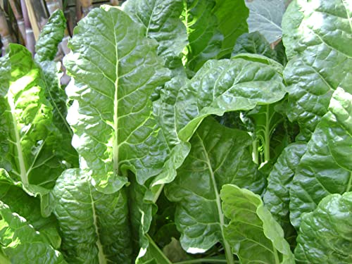 2400 Bloomsdale Long Standing Spinach Seeds Heirloom Non GMO 1 Ounce Garden Vegetable Bulk Survival Microgreens Sprouts Baby Greens