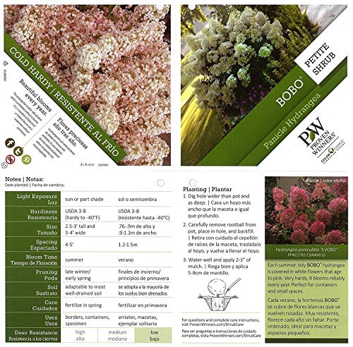 Proven Winners - Hydrangea pan. Bobo (Panicle Hydrangea) Shrub, dwarf form with white flowers, #3 - Size Container