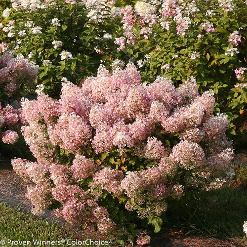 Proven Winners - Hydrangea pan. Bobo (Panicle Hydrangea) Shrub, dwarf form with white flowers, #3 - Size Container