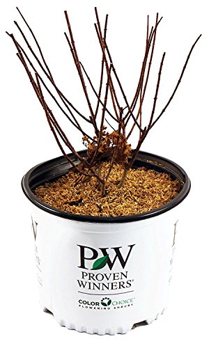 Proven Winners - Hydrangea pan. Bobo (Panicle Hydrangea) Shrub, dwarf form with white flowers, #3 - Size Container