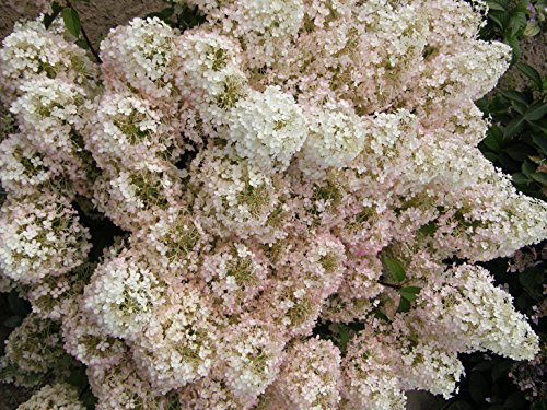 Proven Winners - Hydrangea pan. Bobo (Panicle Hydrangea) Shrub, dwarf form with white flowers, #3 - Size Container