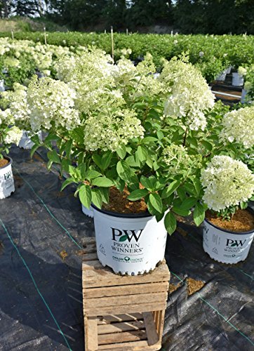 Proven Winners - Hydrangea pan. Bobo (Panicle Hydrangea) Shrub, dwarf form with white flowers, #3 - Size Container