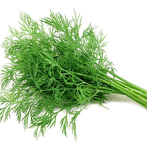 Outsidepride Anethum Graveolens Dill Herb Garden Plants for Cooking & Beneficial Insects - 1 Ounce