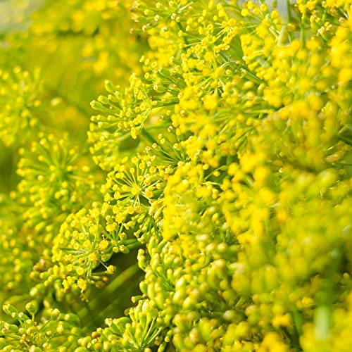 Outsidepride Anethum Graveolens Dill Herb Garden Plants for Cooking & Beneficial Insects - 1 Ounce