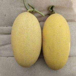 2015 Bonsai hami melon Seeds 50pcs multi-Colored fruit Seeds Novel Plant for DIY Garden