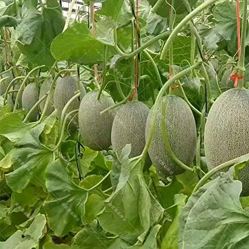 2015 Bonsai hami melon Seeds 50pcs multi-Colored fruit Seeds Novel Plant for DIY Garden