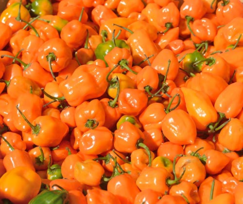 Orange Habanero Pepper Superhot Spicy Chili #68 (30+ Seeds, or 1/4 Gram)