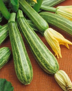 Squash Zucchini Italian Striped Garden Heirloom Vegetable by Seed Kingdom Bulk 500 Seeds
