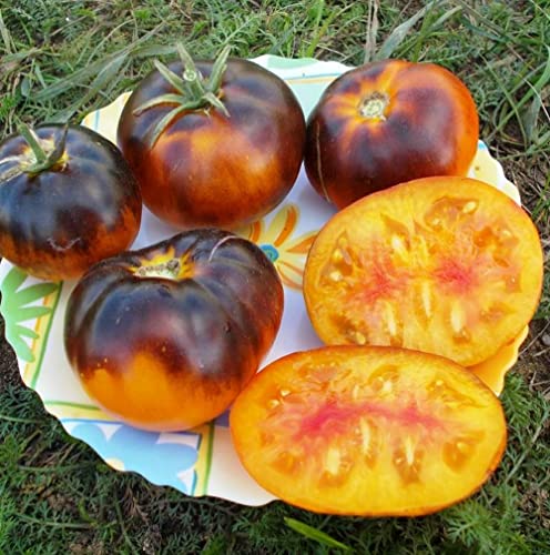 CHUXAY GARDEN Lucid Gem Tomato Seed 10 Seeds Blood Fruit Small Shrub Edible Cook Fruit Great Vegetable Gardening Gifts