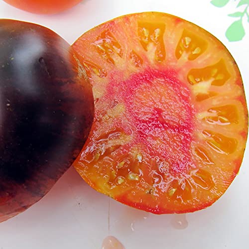 CHUXAY GARDEN Lucid Gem Tomato Seed 10 Seeds Blood Fruit Small Shrub Edible Cook Fruit Great Vegetable Gardening Gifts