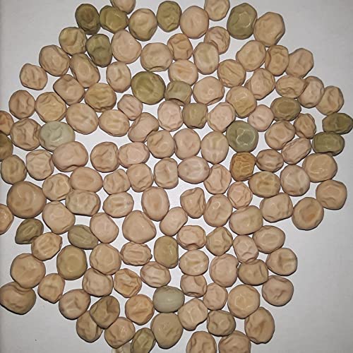 PAPAW'S GARDEN SUPPLY LLC. HELPING THE NEXT GENERATION GROW! Tall Wando Bush Pea Seeds, Non-GMO, 1 Pack of 200 Vegetable Seeds