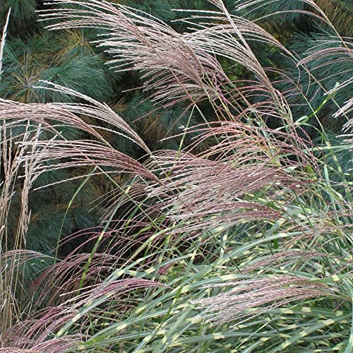 CHUXAY GARDEN Miscanthus Sinensis,Silver Maiden Grass 10 Seeds Hardy Spectacular Plumes Ornamental Grass Home Landscape Easy Grow