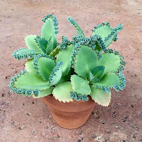 Cozy Garden / 3 Mother of Thousands / Medium Size / Live Plant / Bare Root