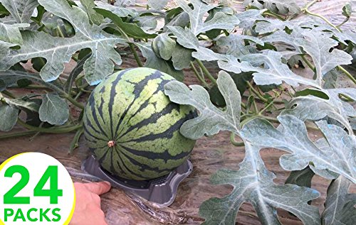 Plastic Melon Support Cradle for Watermelon-Pumpkin-Squash - Holds up to 20 lbs(24 PCS)