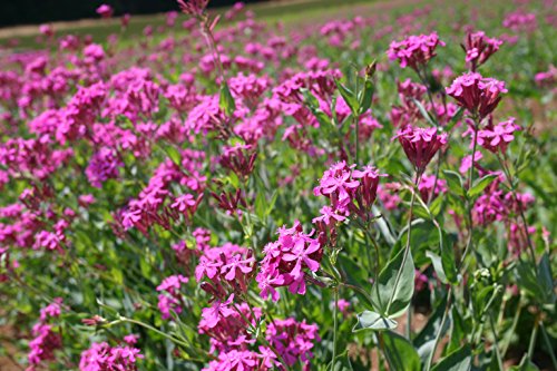 Catchfly Flower Seeds for Planting, 3000+ Seeds Per Packet, (Isla's Garden Seeds), Non GMO & Heirloom Seeds, Scientific Name: Silene, Great Home Flower Garden Gift