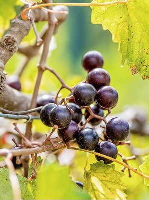 20 Red Noble Muscadine Grape Vine Cuttings Planting Ornaments Garden Perennials Simple to Grow Pots Gift