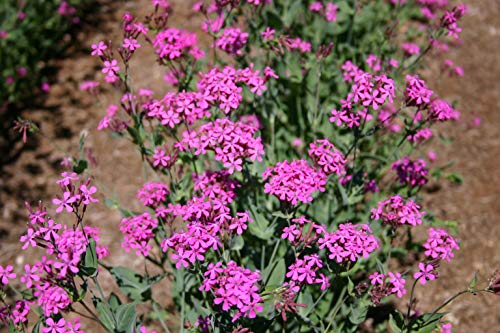Catchfly Flower Seeds for Planting, 3000+ Seeds Per Packet, (Isla's Garden Seeds), Non GMO & Heirloom Seeds, Scientific Name: Silene, Great Home Flower Garden Gift