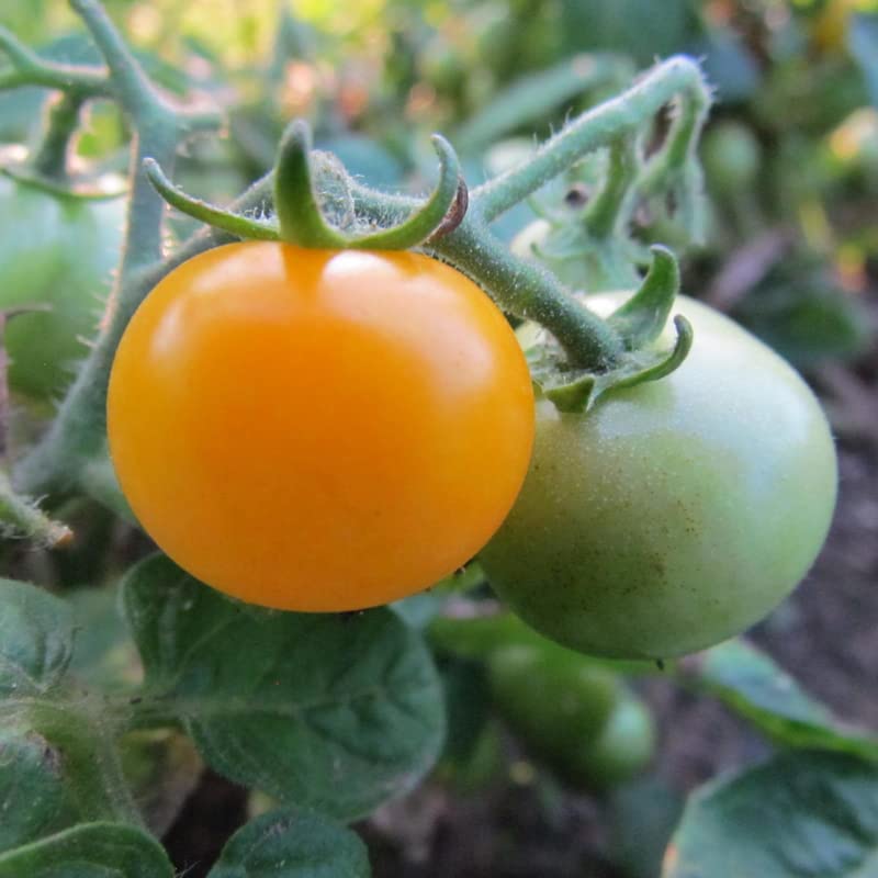 20 Orange Hat Tomato Seeds Dwarf Tomato Plant Seeds for Planting Outdoor Garden