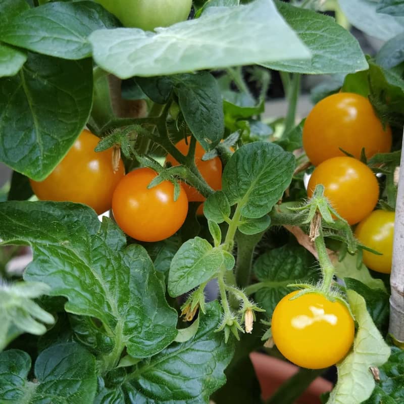 20 Orange Hat Tomato Seeds Dwarf Tomato Plant Seeds for Planting Outdoor Garden