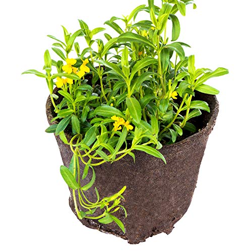 Outsidepride Tagetes Lucida Mexican Mint Herb Garden Plants for Hot, Humid Climates - 1000 Seeds