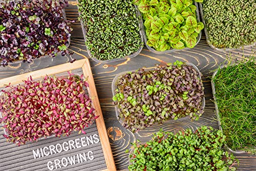 "Spicy Salad Mix" Microgreens Blend of Seeds, 300+ Heirloom Seeds Per Packet, (Isla's Garden Seeds), Non GMO Seeds, Great Indoor/Outdoor Home Garden Gift