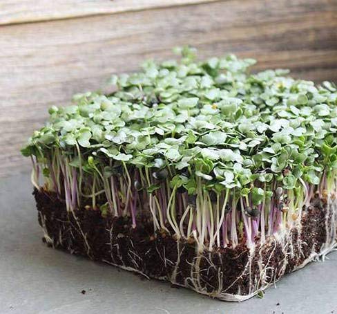 "Spicy Salad Mix" Microgreens Blend of Seeds, 300+ Heirloom Seeds Per Packet, (Isla's Garden Seeds), Non GMO Seeds, Great Indoor/Outdoor Home Garden Gift