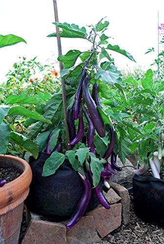 Eggplant, Long Purple Eggplant Seeds, Heirloom, Non GMO, 25 Seeds, Garden Seed, Long Purple, Heirloom, Non GMO, 25+Seeds, Garden Seed
