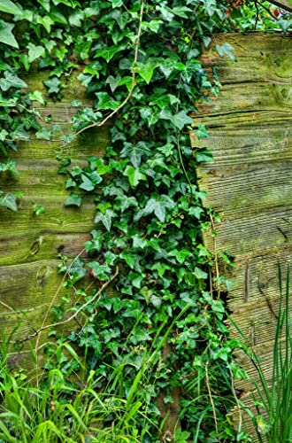 Hedera Helix Seeds English Ivy Vine 50 Seeds