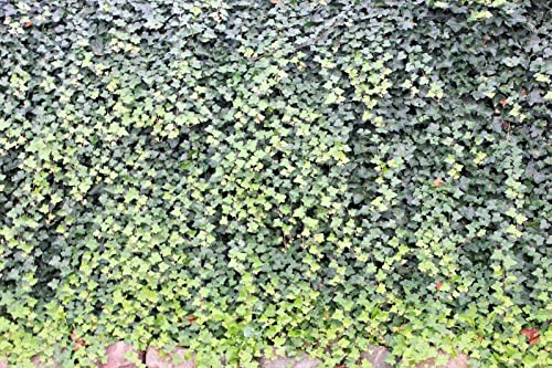 Hedera Helix Seeds English Ivy Vine 50 Seeds