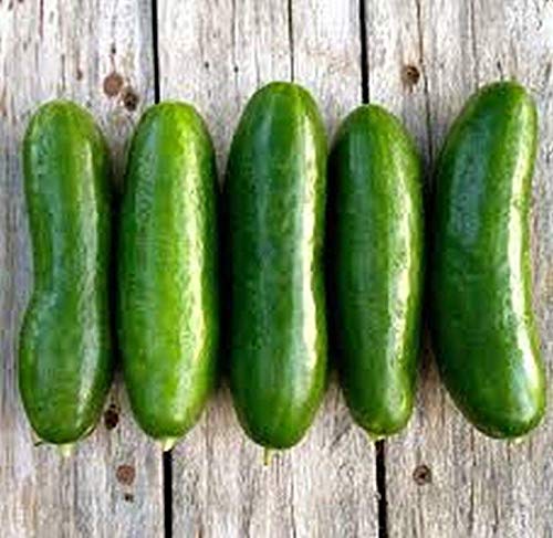 Persian Middle East Cucumber Seeds high yields of 5 to 7" Long Sweet Cucumbers(25 - Seeds)