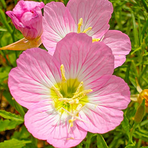 Bee and Butterfly Wildflower Seeds - Bulk Flower Seed Mix with Over 30,000 Premium Seeds- Stunning Blooms - Attracts Pollinators, Bees, Butterflies - Perennial, Annual