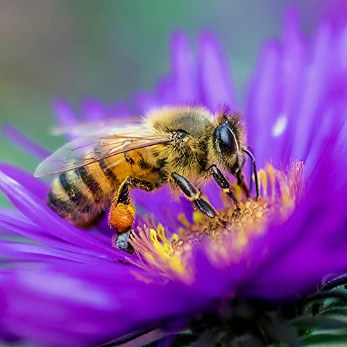 Bee and Butterfly Wildflower Seeds - Bulk Flower Seed Mix with Over 30,000 Premium Seeds- Stunning Blooms - Attracts Pollinators, Bees, Butterflies - Perennial, Annual