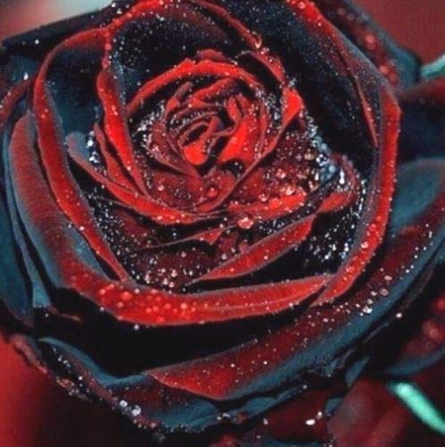 Portal Cool Fd3885 True Blood Rose Bush Seeds Rare Seed Lover Gift Seed Garden ~20 Seeds~ ?