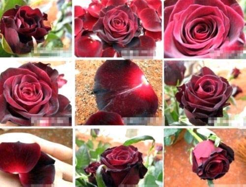 Portal Cool Fd3885 True Blood Rose Bush Seeds Rare Seed Lover Gift Seed Garden ~20 Seeds~ ?