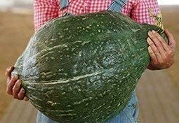 True Green Improved Hubbard Squash Seeds for Planting, 25 Heirloom Seeds Per Packet, (Isla's Garden Seeds), Non GMO Seeds, Scientific Name: Cucurbita Maxima, Great Home Garden Gift