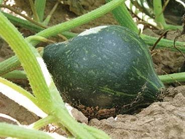 True Green Improved Hubbard Squash Seeds for Planting, 25 Heirloom Seeds Per Packet, (Isla's Garden Seeds), Non GMO Seeds, Scientific Name: Cucurbita Maxima, Great Home Garden Gift