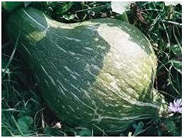 True Green Improved Hubbard Squash Seeds for Planting, 25 Heirloom Seeds Per Packet, (Isla's Garden Seeds), Non GMO Seeds, Scientific Name: Cucurbita Maxima, Great Home Garden Gift