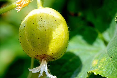 Lemon Cucumber Seeds for Planting,125+ Heirloom Seeds Per Packet, (Isla's Garden Seeds), Non GMO Seeds, Botanical Name: Cucumis sativus 'Lemon', Great Gift for Home Garden
