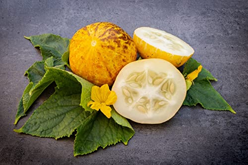 Lemon Cucumber Seeds for Planting,125+ Heirloom Seeds Per Packet, (Isla's Garden Seeds), Non GMO Seeds, Botanical Name: Cucumis sativus 'Lemon', Great Gift for Home Garden