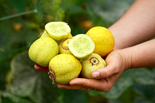 Lemon Cucumber Seeds for Planting,125+ Heirloom Seeds Per Packet, (Isla's Garden Seeds), Non GMO Seeds, Botanical Name: Cucumis sativus 'Lemon', Great Gift for Home Garden