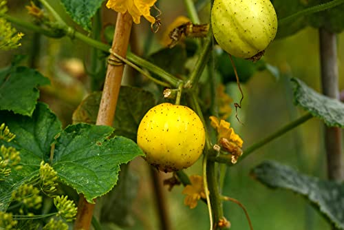 Lemon Cucumber Seeds for Planting,125+ Heirloom Seeds Per Packet, (Isla's Garden Seeds), Non GMO Seeds, Botanical Name: Cucumis sativus 'Lemon', Great Gift for Home Garden