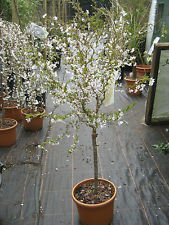 10 Seeds Dwarf Cherry Tree Self-Fertile Fruit Tree Indoor/Outdoor