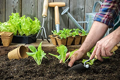 Buttercrunch Butterhead Lettuce Seeds for Planting, 1000 Heirloom Seeds Per Packet, (Isla's Garden Seeds), Non GMO Seeds, Botanical Name: Lactuca Sativa, Great Home Garden Gift