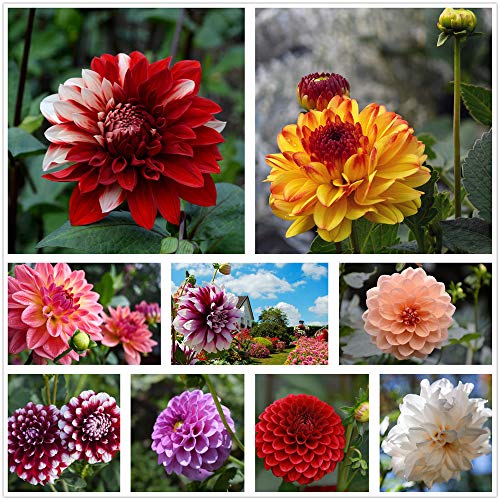 Dahlia Seeds Compound Petals Multi-Color Mixed Individually Packaged οΌ1000+ Outdoor Garden Potted Plants Non-GMO)