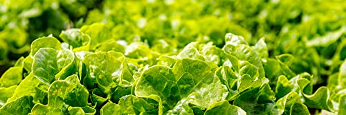 Buttercrunch Butterhead Lettuce Seeds for Planting, 1000 Heirloom Seeds Per Packet, (Isla's Garden Seeds), Non GMO Seeds, Botanical Name: Lactuca Sativa, Great Home Garden Gift